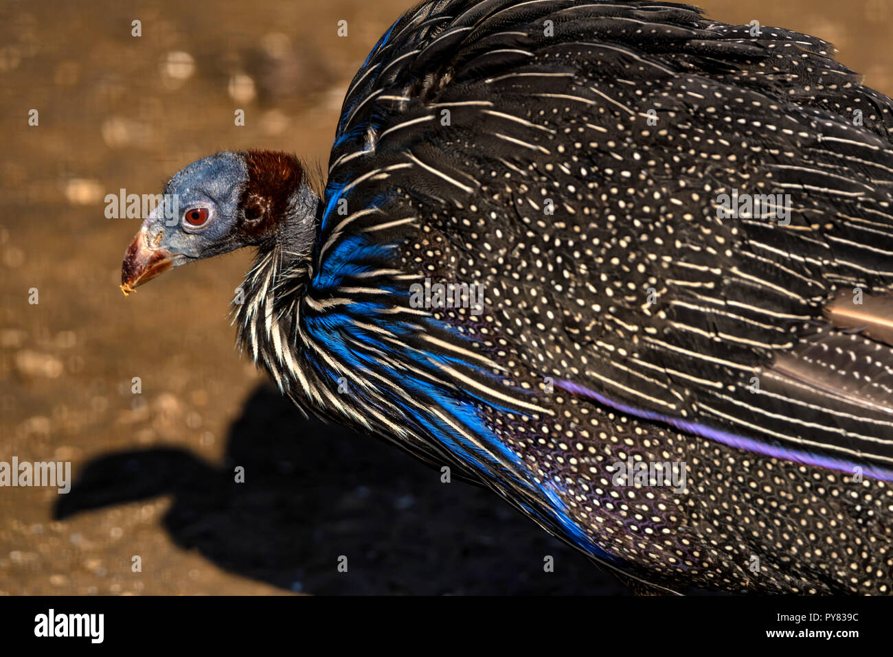 Vulturine guineafowl or Acryllium vulturinum in nature Stock Photo - Alamy