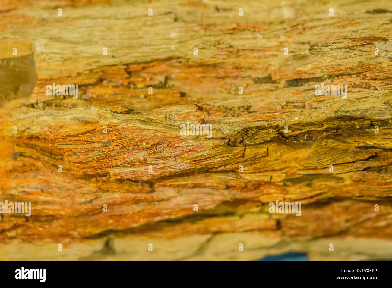 Background of Petrified wood, a special type of fossilized remains of ...