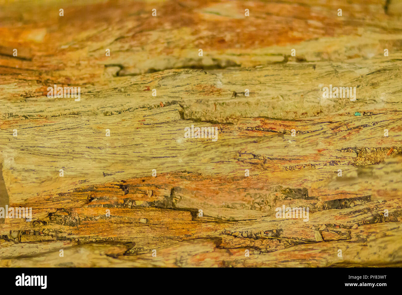 Background of Petrified wood, a special type of fossilized remains of ...