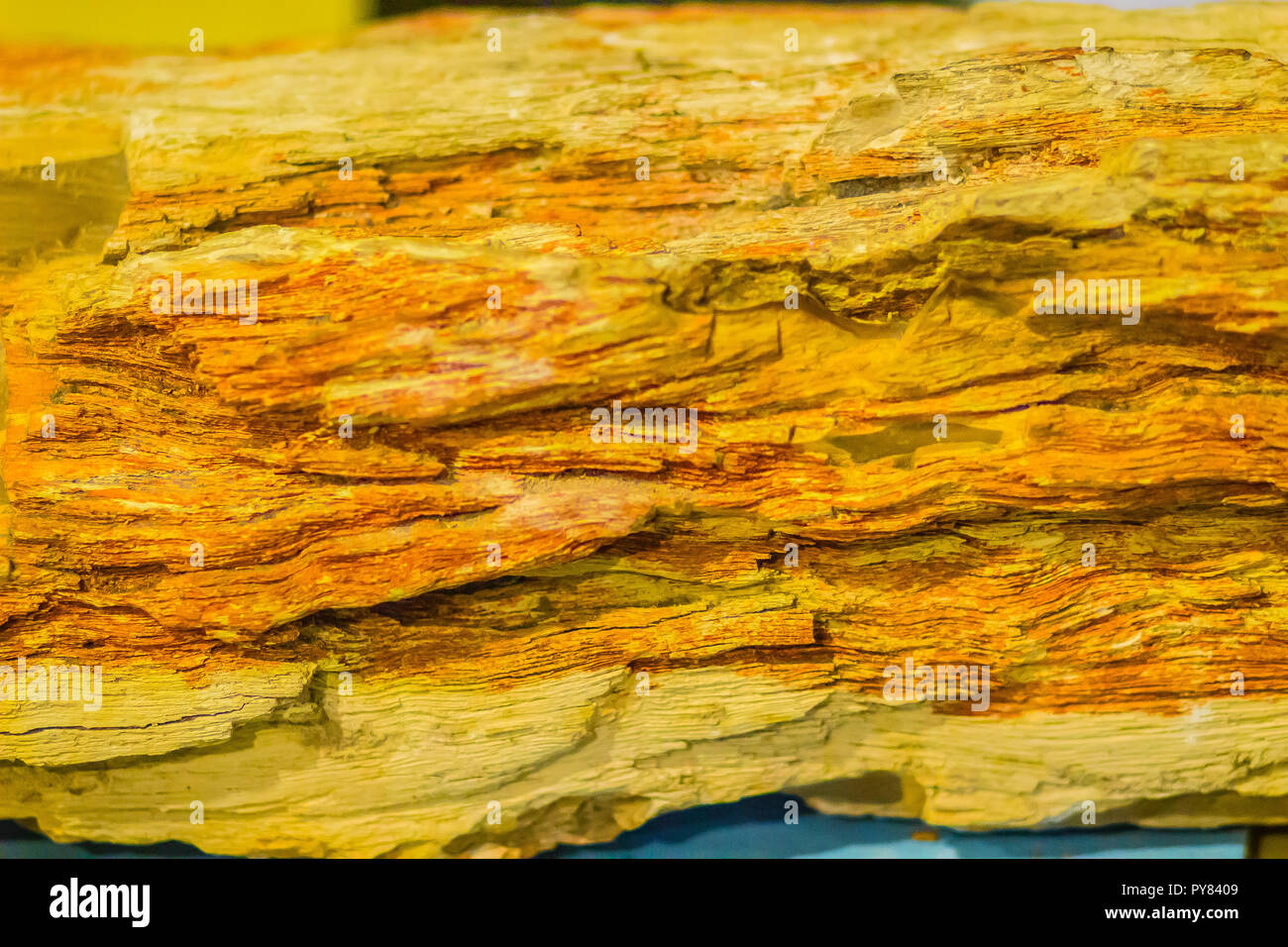 Background of Petrified wood, a special type of fossilized remains of ...