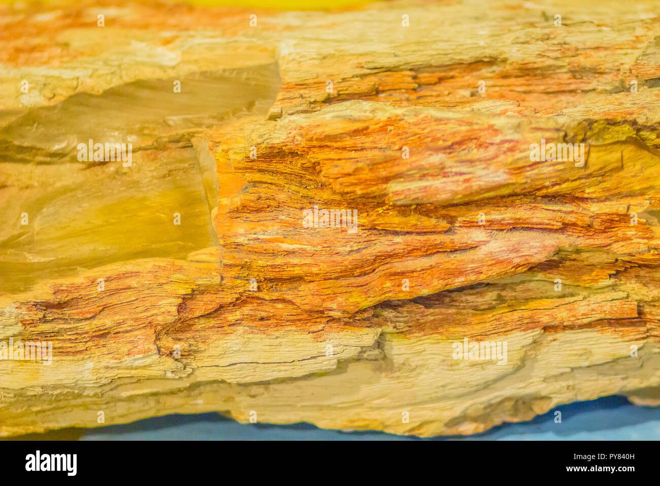 Background of Petrified wood, a special type of fossilized remains of ...