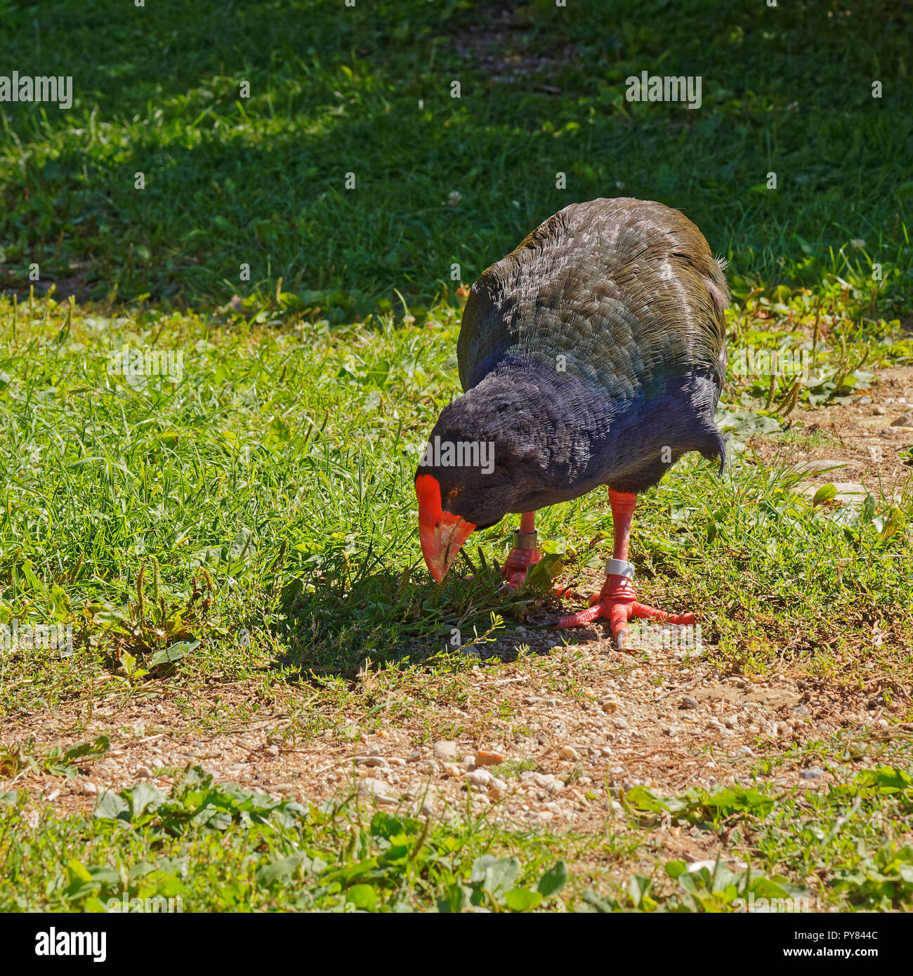 Takahe, endangered bird of New Zealand on Maud Island Stock Photo - Alamy