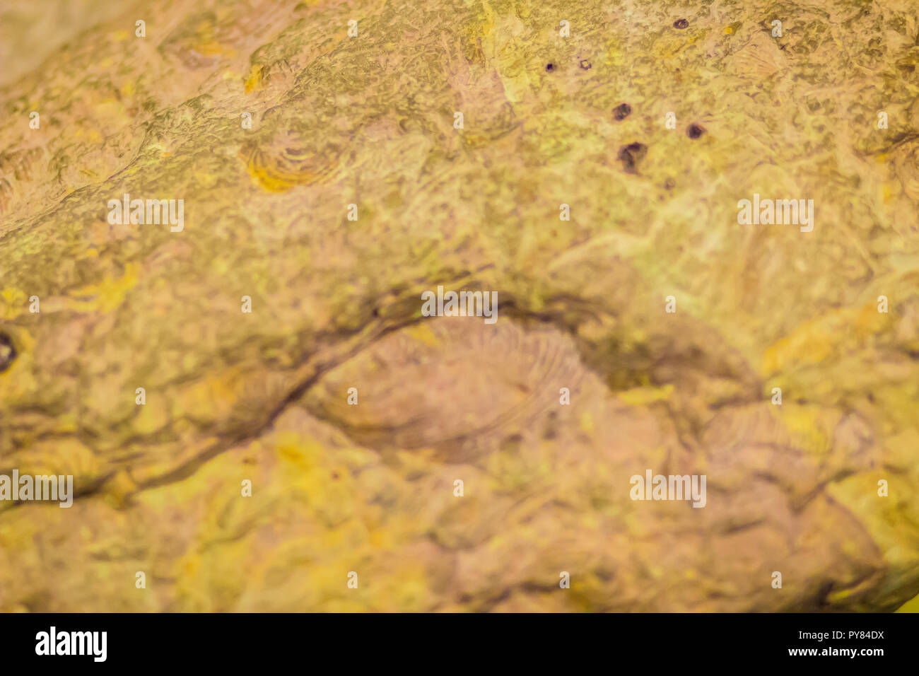 Bivalve shell fossil from mining industry. Ancient mollusk shell ...