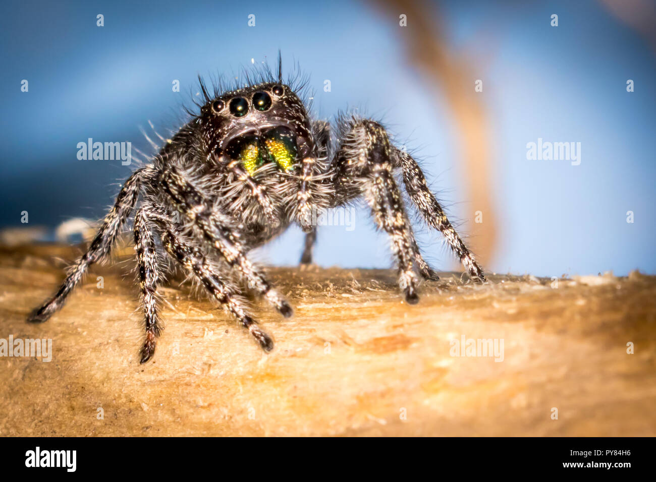 Spider fangs hi-res stock photography and images - Alamy