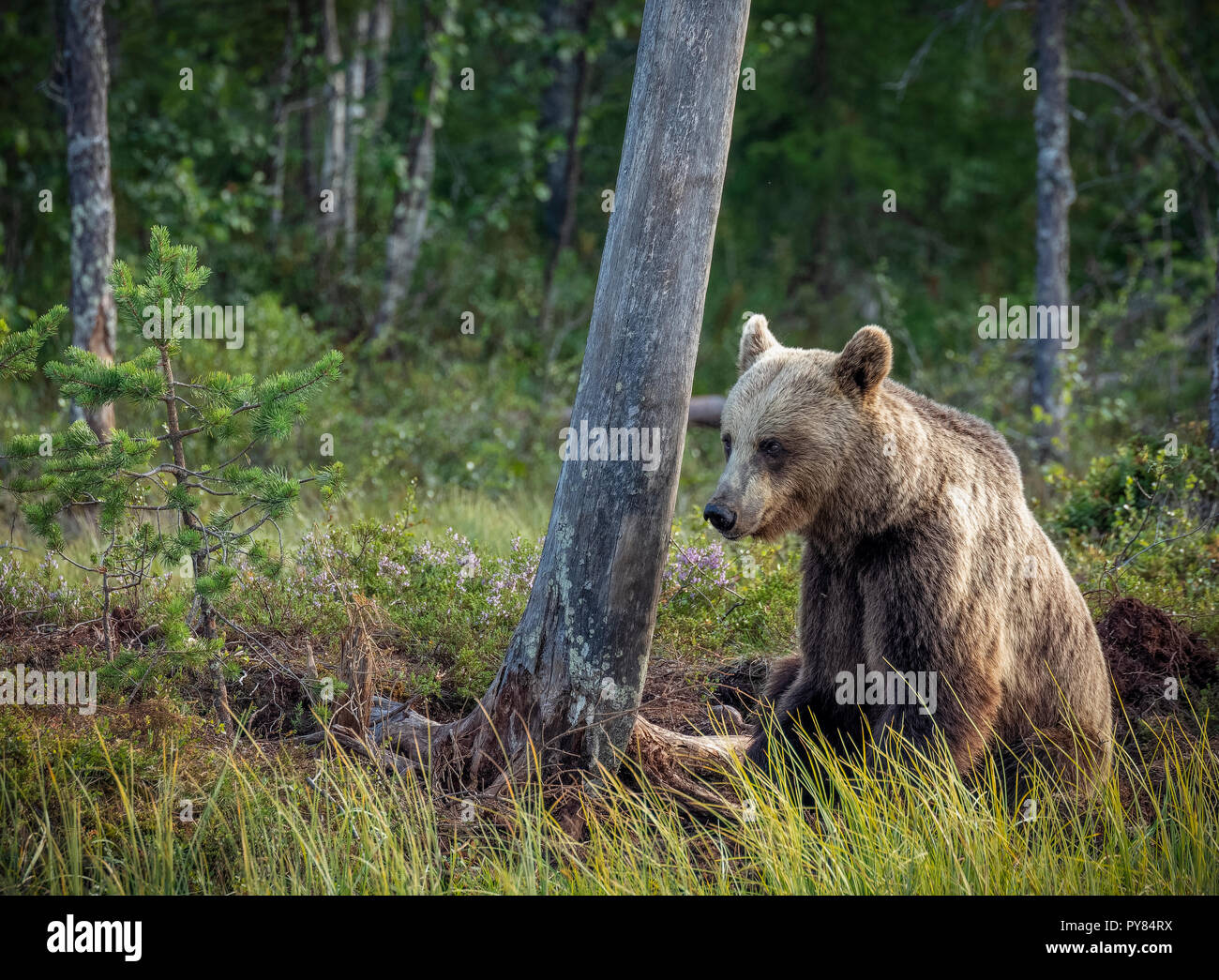 Brown Bear in the foreground next to a tree in forest in Finland Stock Photo - Alamy