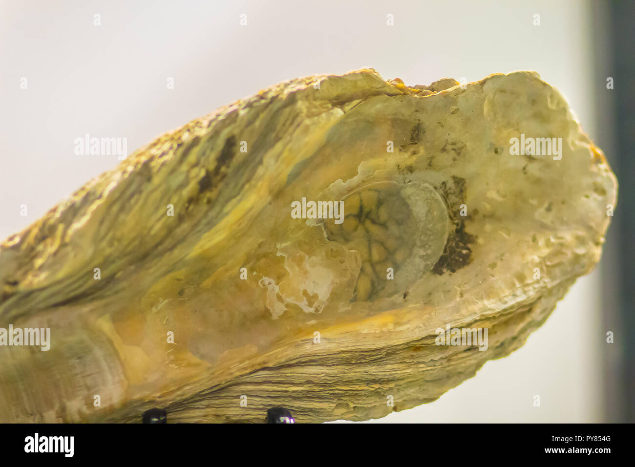 Giant Pacific Oyster (Crassostrea gigas) fossil for education ...