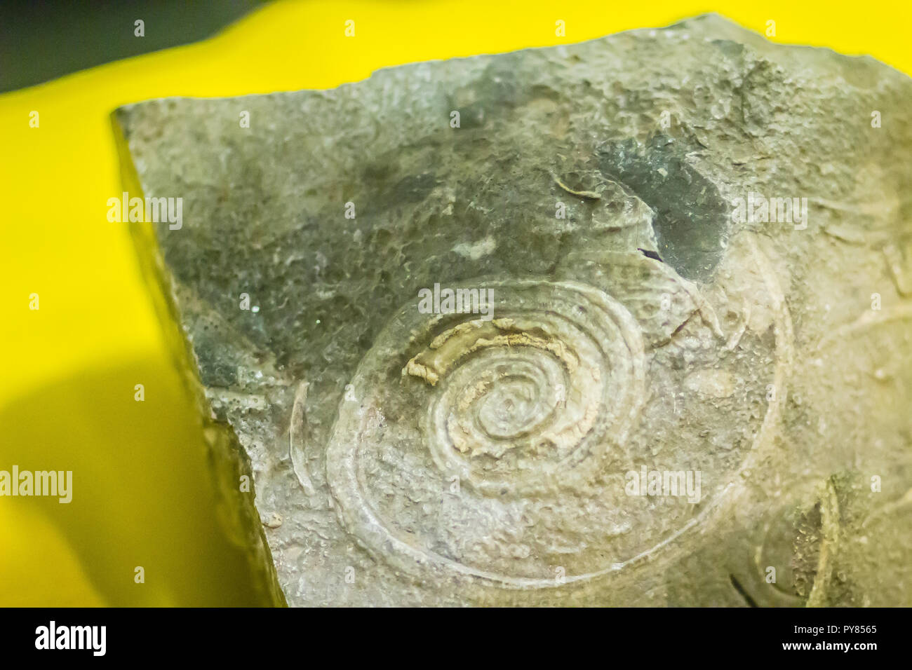 Gastropod shell fossil for education back to the early Cambrian. The ...