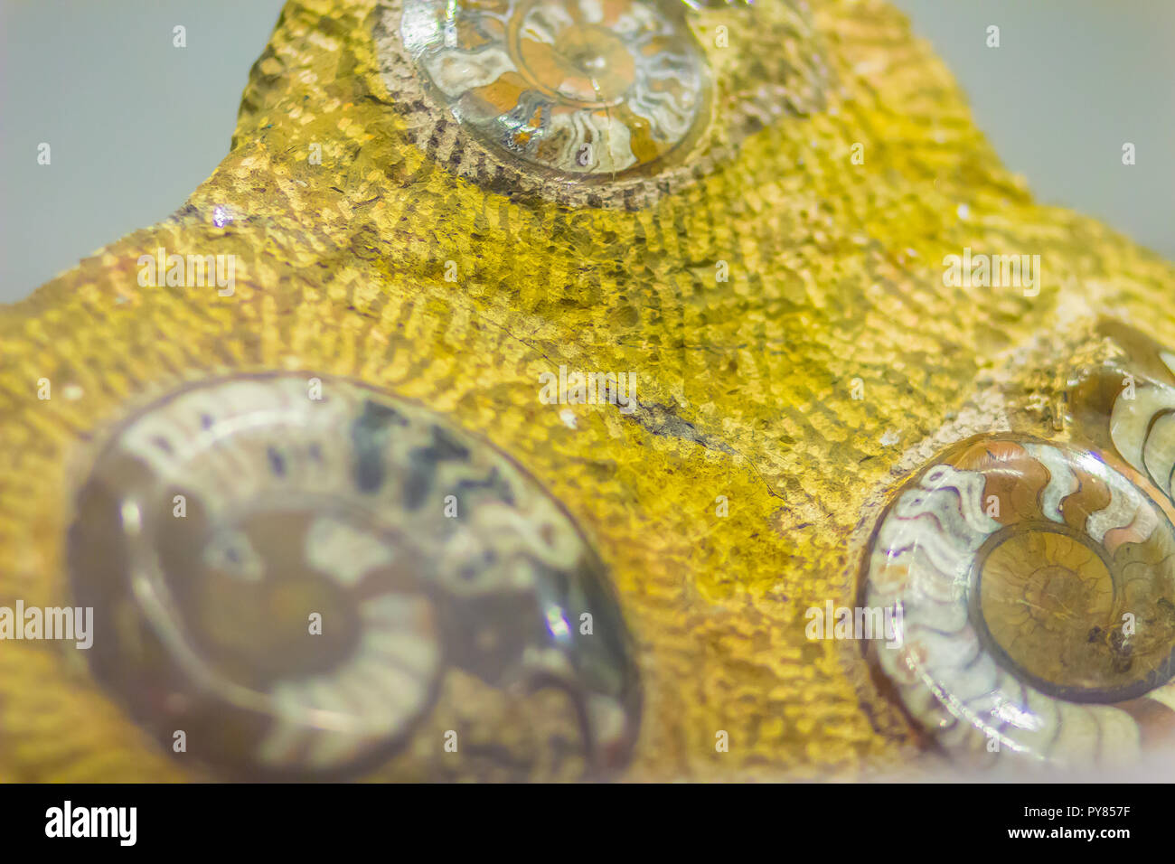 Ammonites are perhaps the most widely known fossil. The earliest ... Ammonites are perhaps the most widely known fossil. The earliest ...