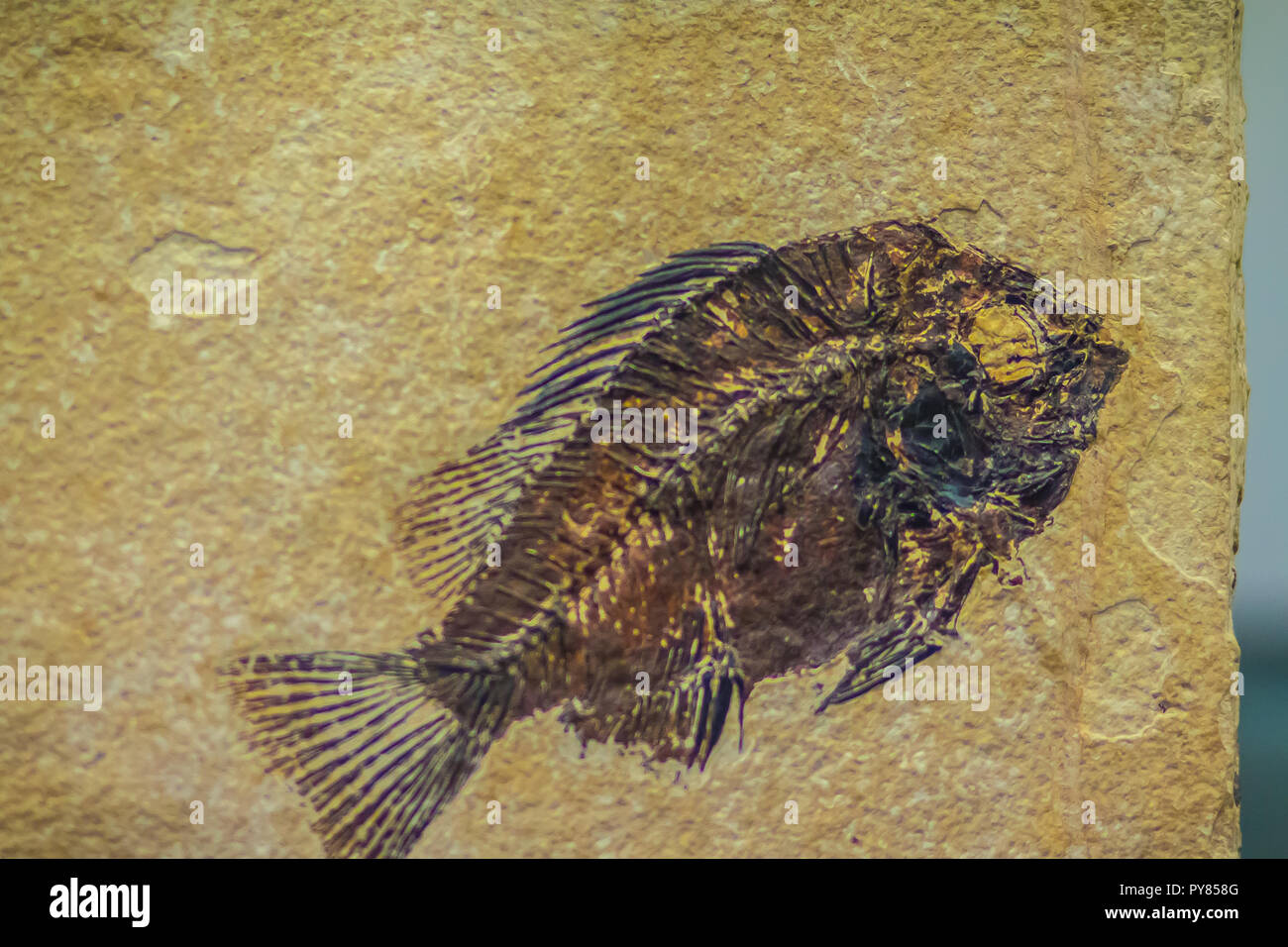 Priscacara fossil fish for sale. Priscacara is an extinct genus of ...