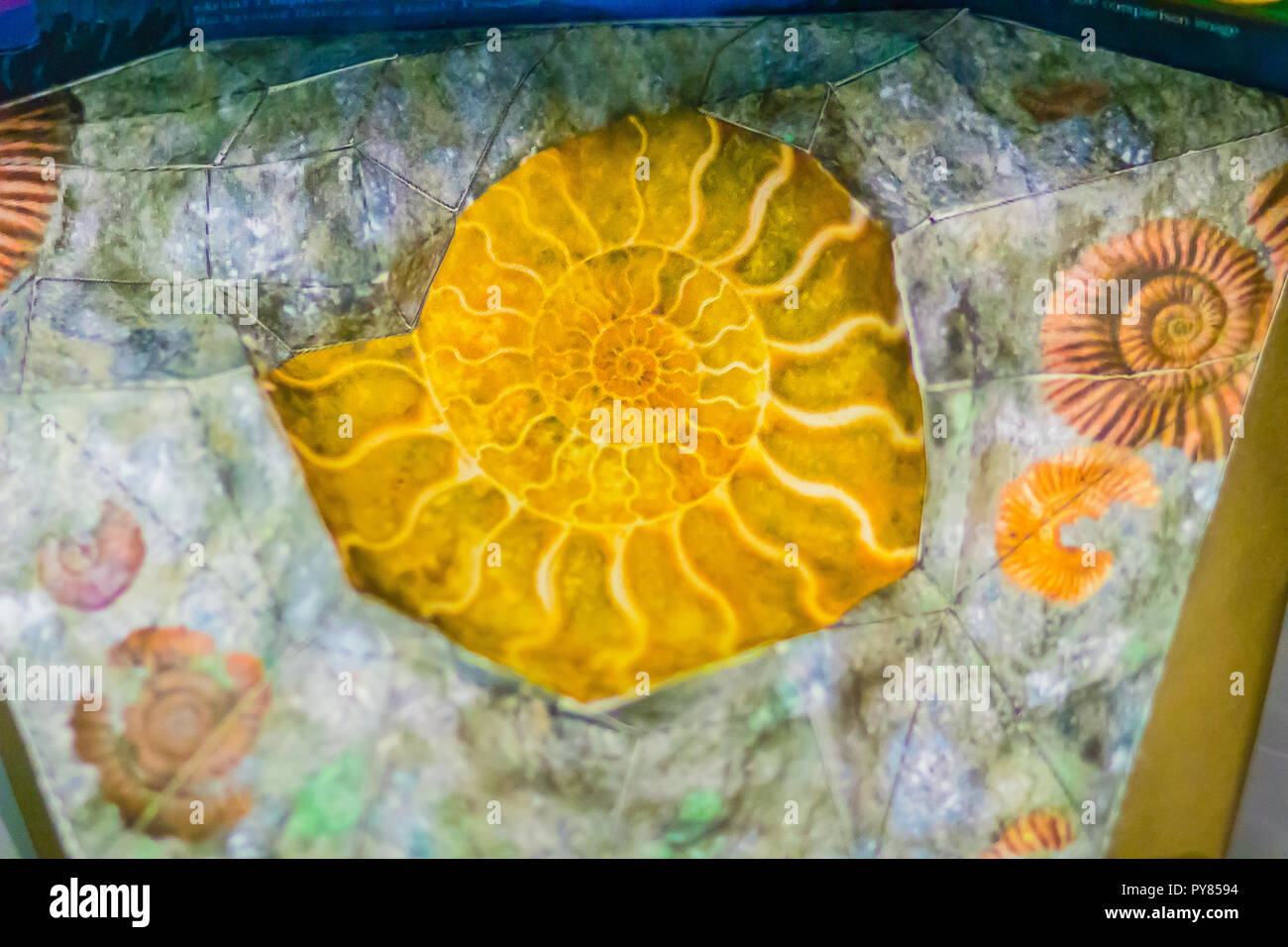 Ammonites are perhaps the most widely known fossil. The earliest ...