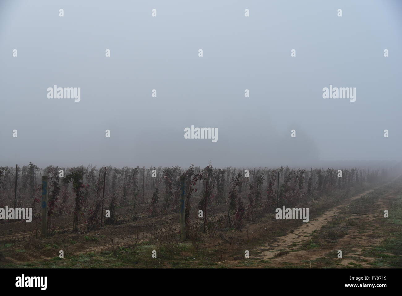 Farm field in fog Stock Photo - Alamy