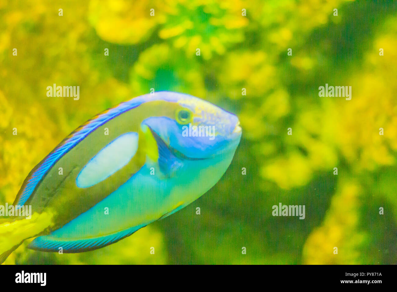 Cute Pacific regal blue tang fish (Paracanthurus hepatus) is swimming ...