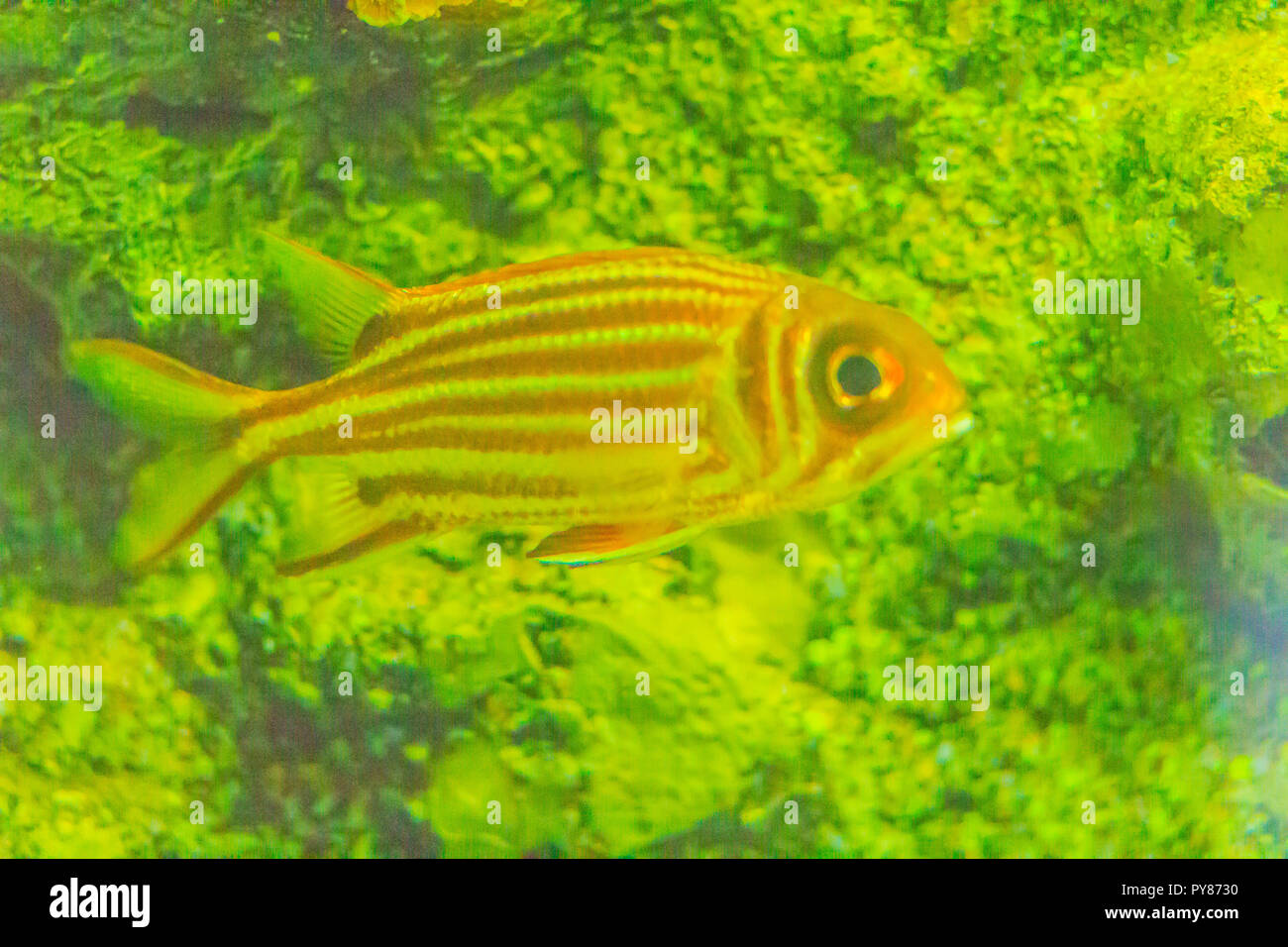 Red Striped Squirrel fish (Sargocentron rubrum) also known as redcoat ...