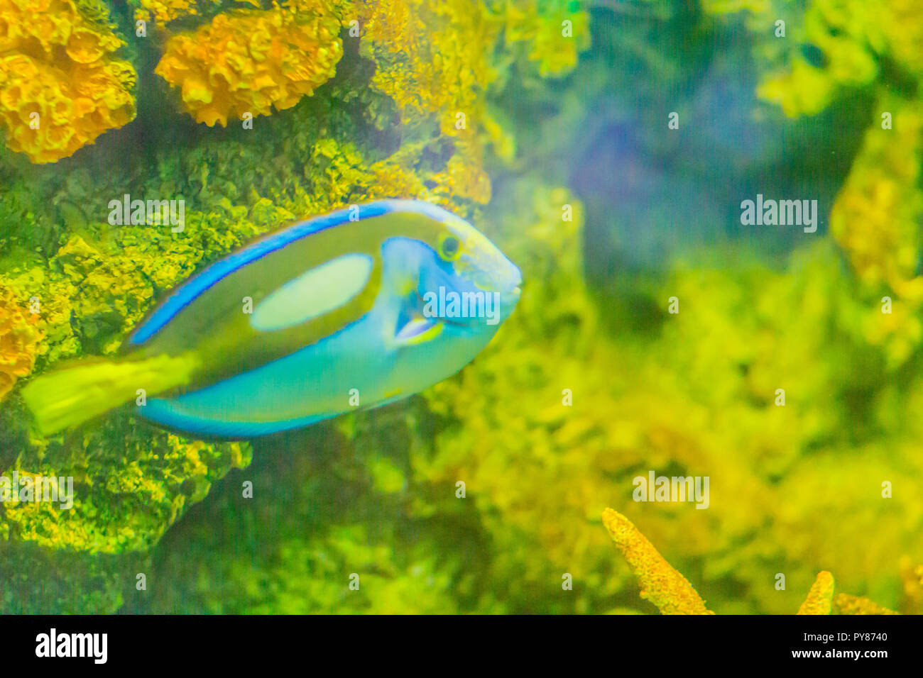 Cute Pacific regal blue tang fish (Paracanthurus hepatus) is swimming ...