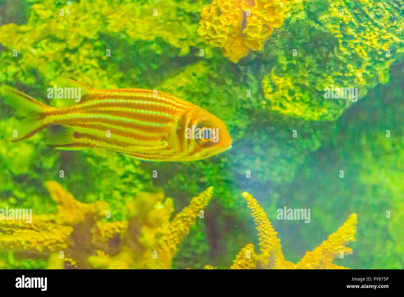 Red Striped Squirrel fish (Sargocentron rubrum) also known as redcoat ...