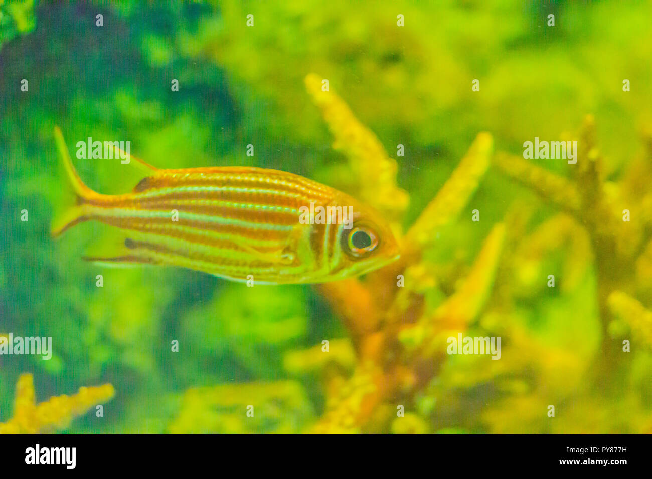 Red Striped Squirrel fish (Sargocentron rubrum) also known as redcoat ...