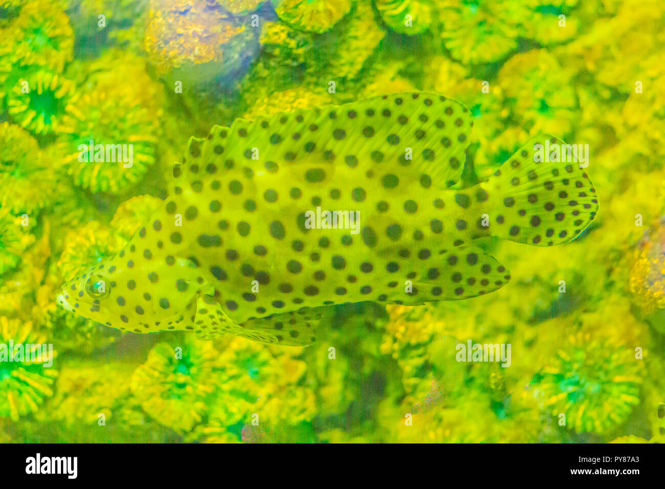 Cute humpback grouper, panther grouper, or barramundi cod (Cromileptes ...