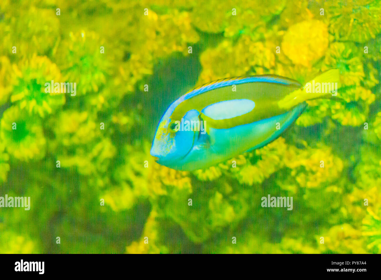 Cute Pacific regal blue tang fish (Paracanthurus hepatus) is swimming ...