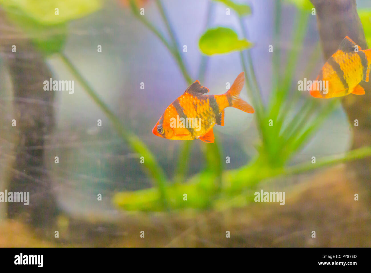 Puntius tetrazona hi-res stock photography and images - Alamy