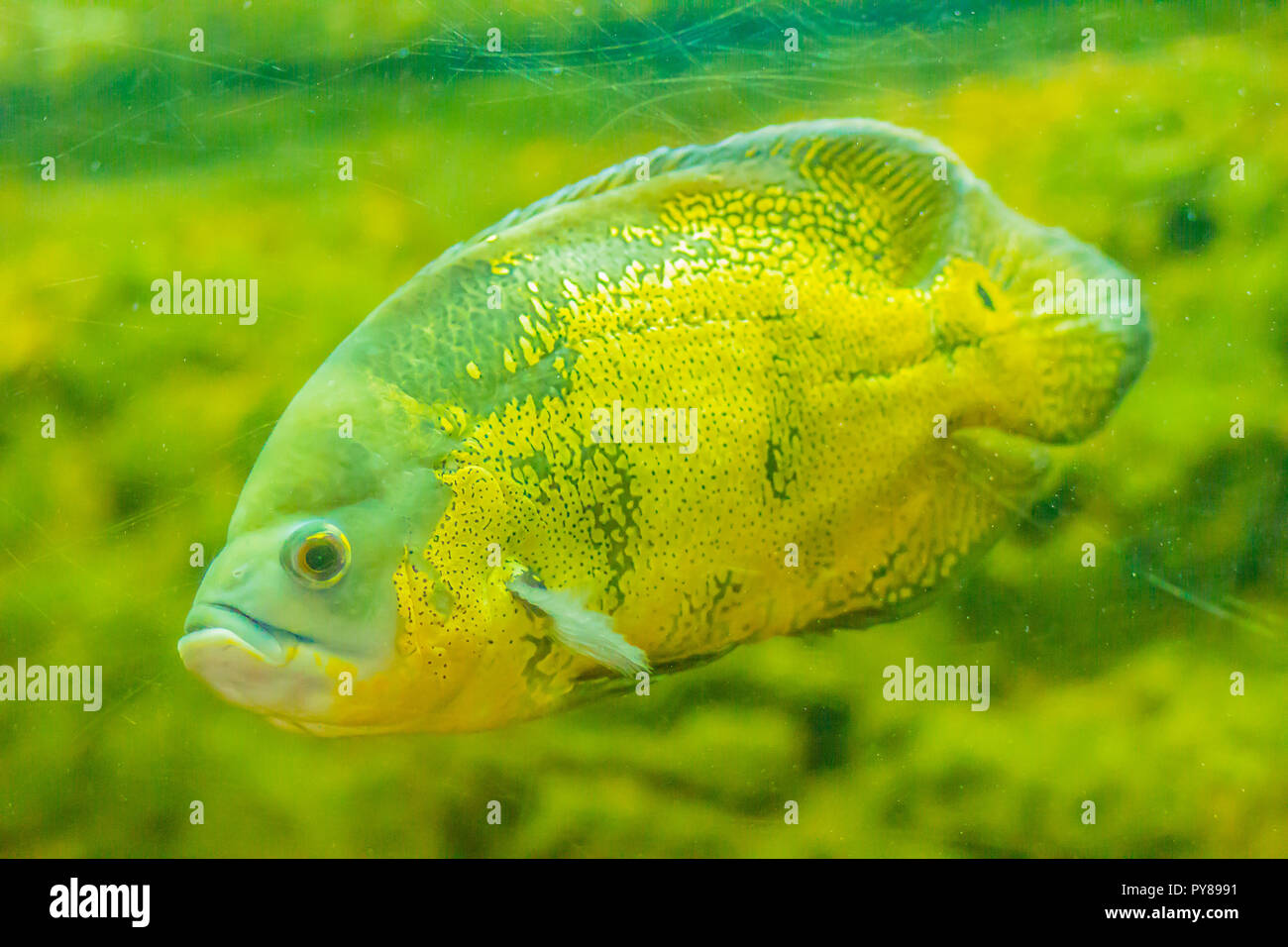 Green Oscar Fish