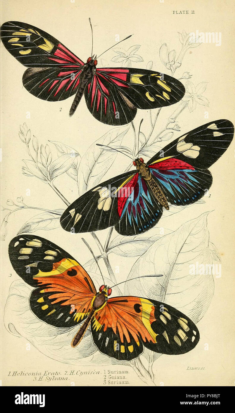 Numata longwing hi-res stock photography and images - Alamy