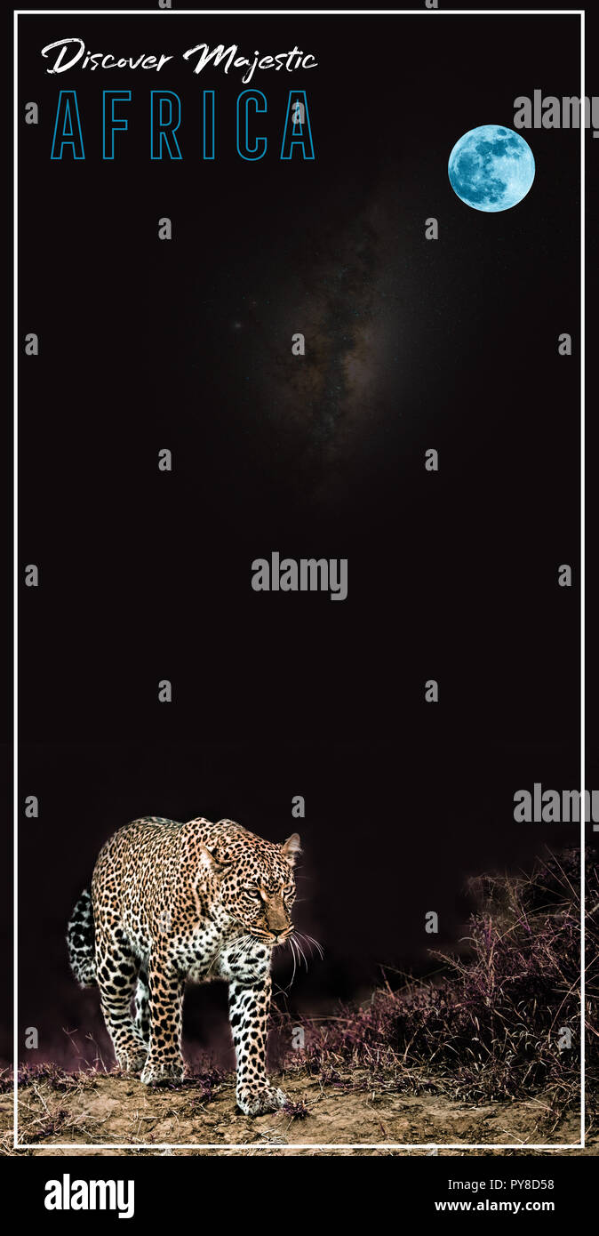 Black Panther Animal Night High Resolution Stock Photography and Images ...