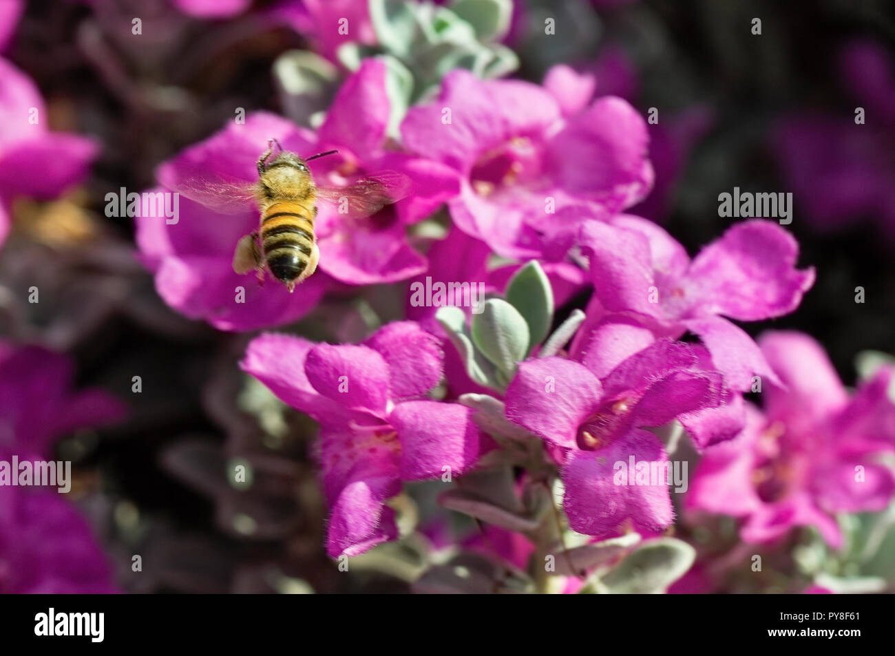 Red and black bee hi-res stock photography and images - Alamy