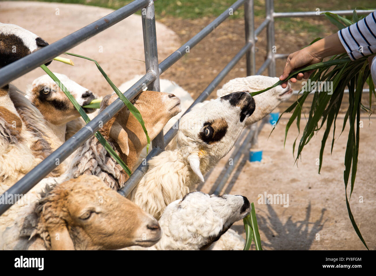 Many sheep hi-res stock photography and images - Alamy
