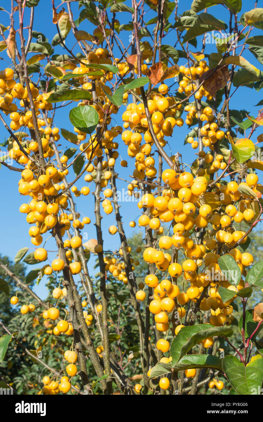 Malus × zumi 'Golden Hornet' Stock Photo - Alamy