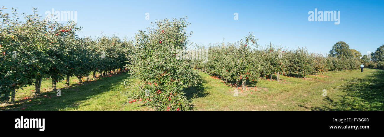 Kentish orchard hi-res stock photography and images - Alamy