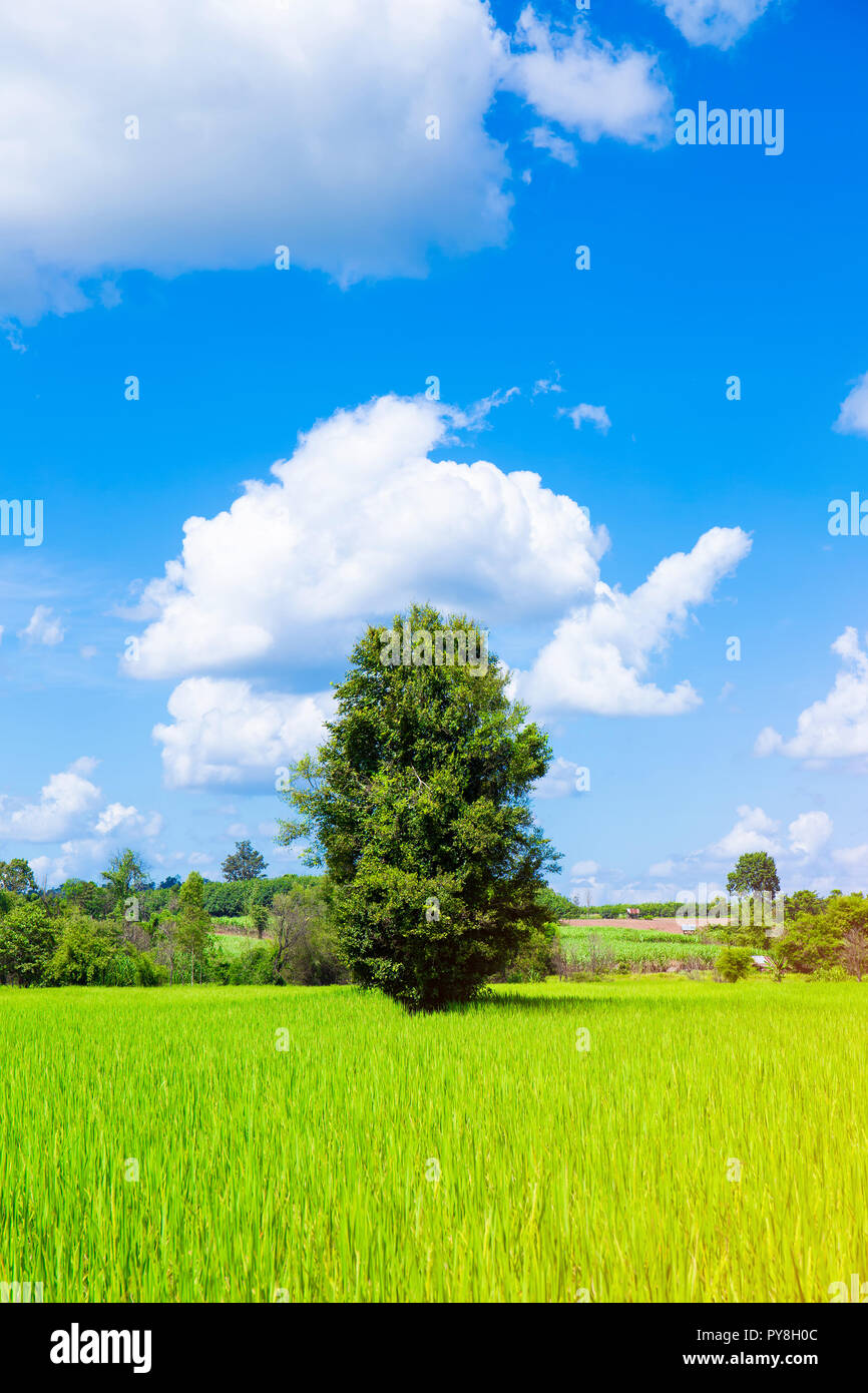 Tree in the middle of the field hi-res stock photography and images - Alamy