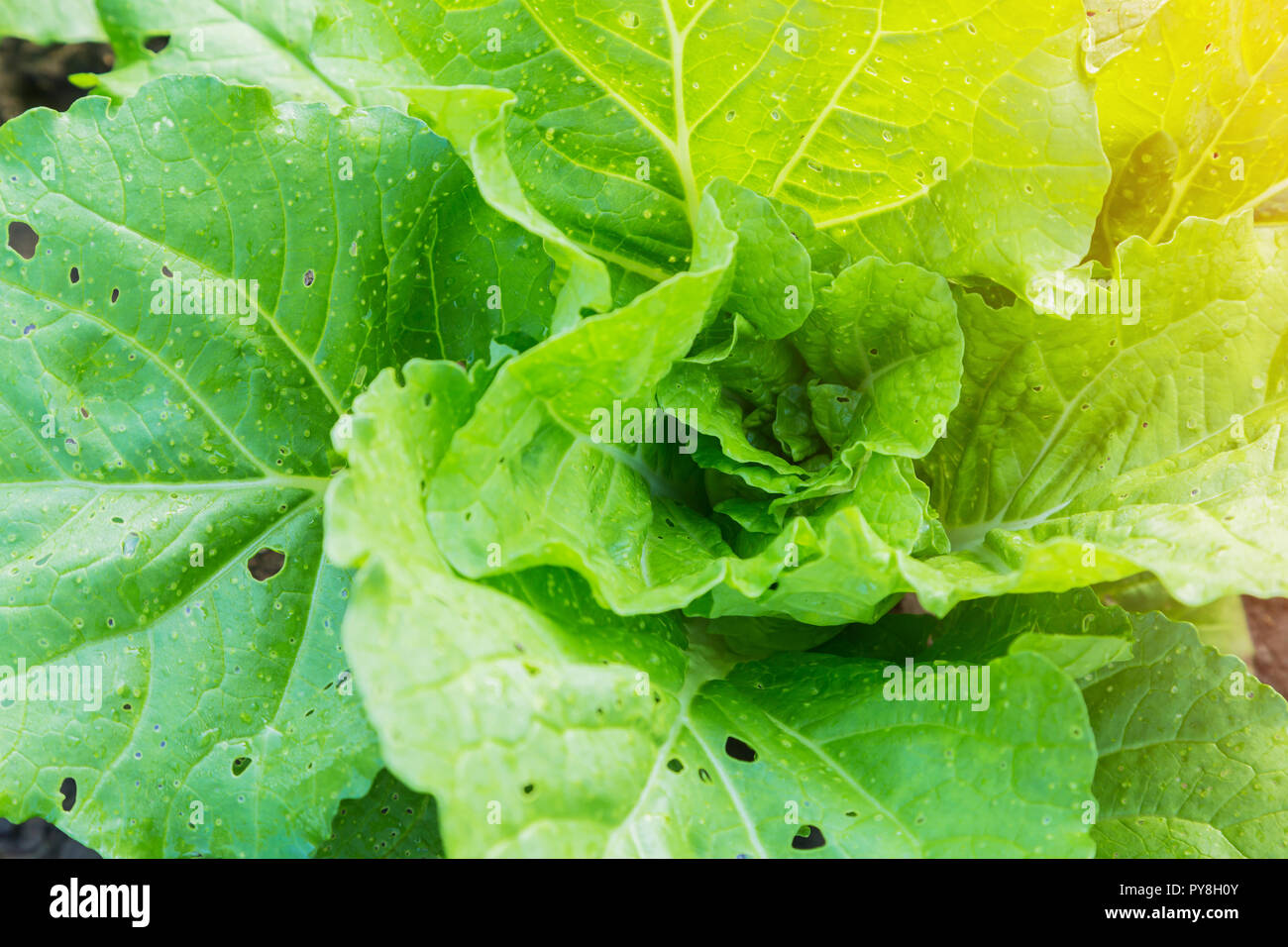 Full frame picture of green turnip in vegetable plots Stock Photo - Alamy
