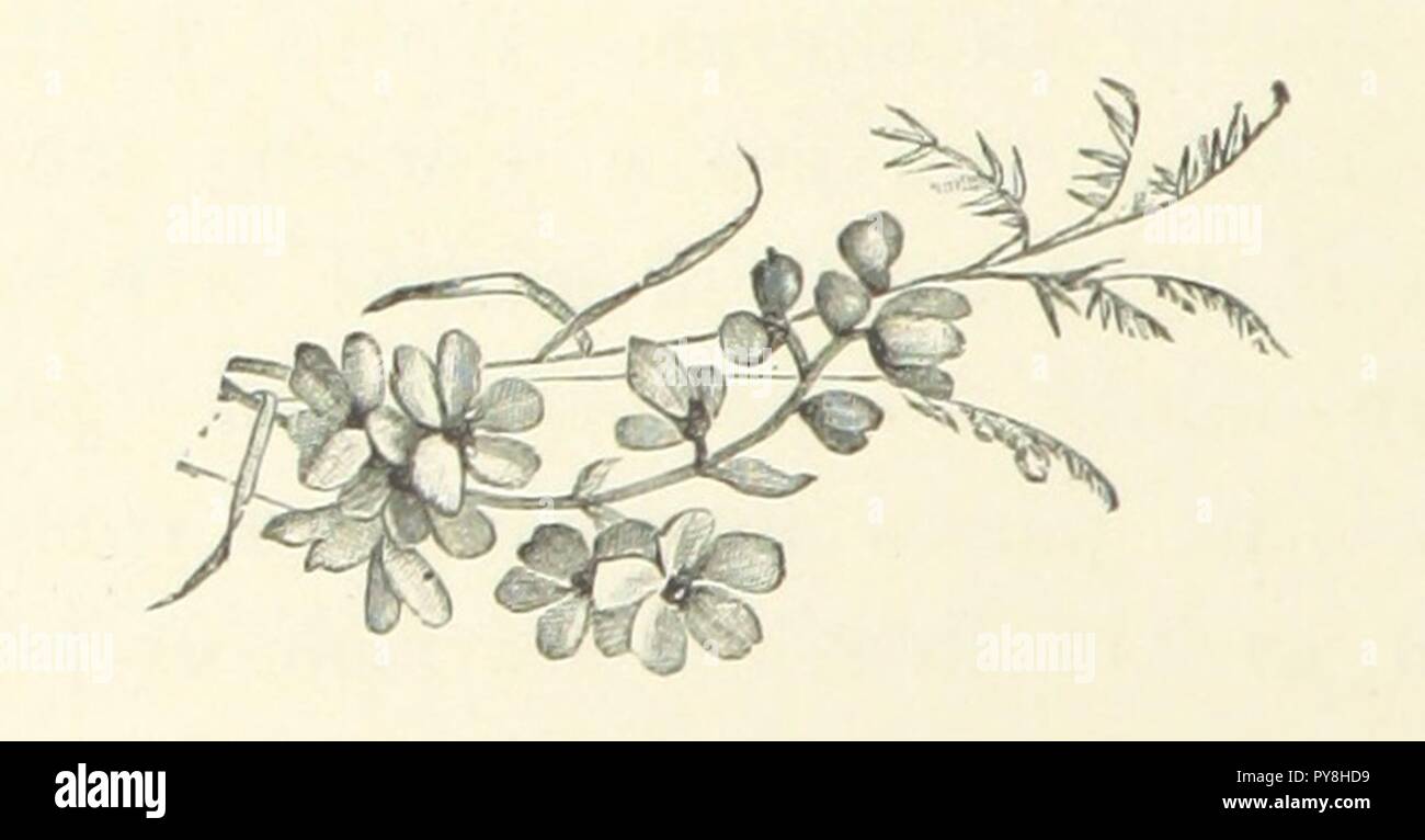 page 266 of 'A Daughter of the Klephts; or, A Girl of Modern Greece ...