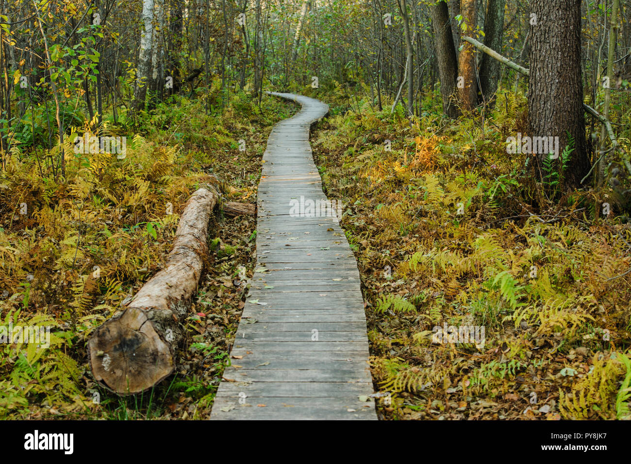 wooden footbridge along the trail in the forest Stock Photo - Alamy