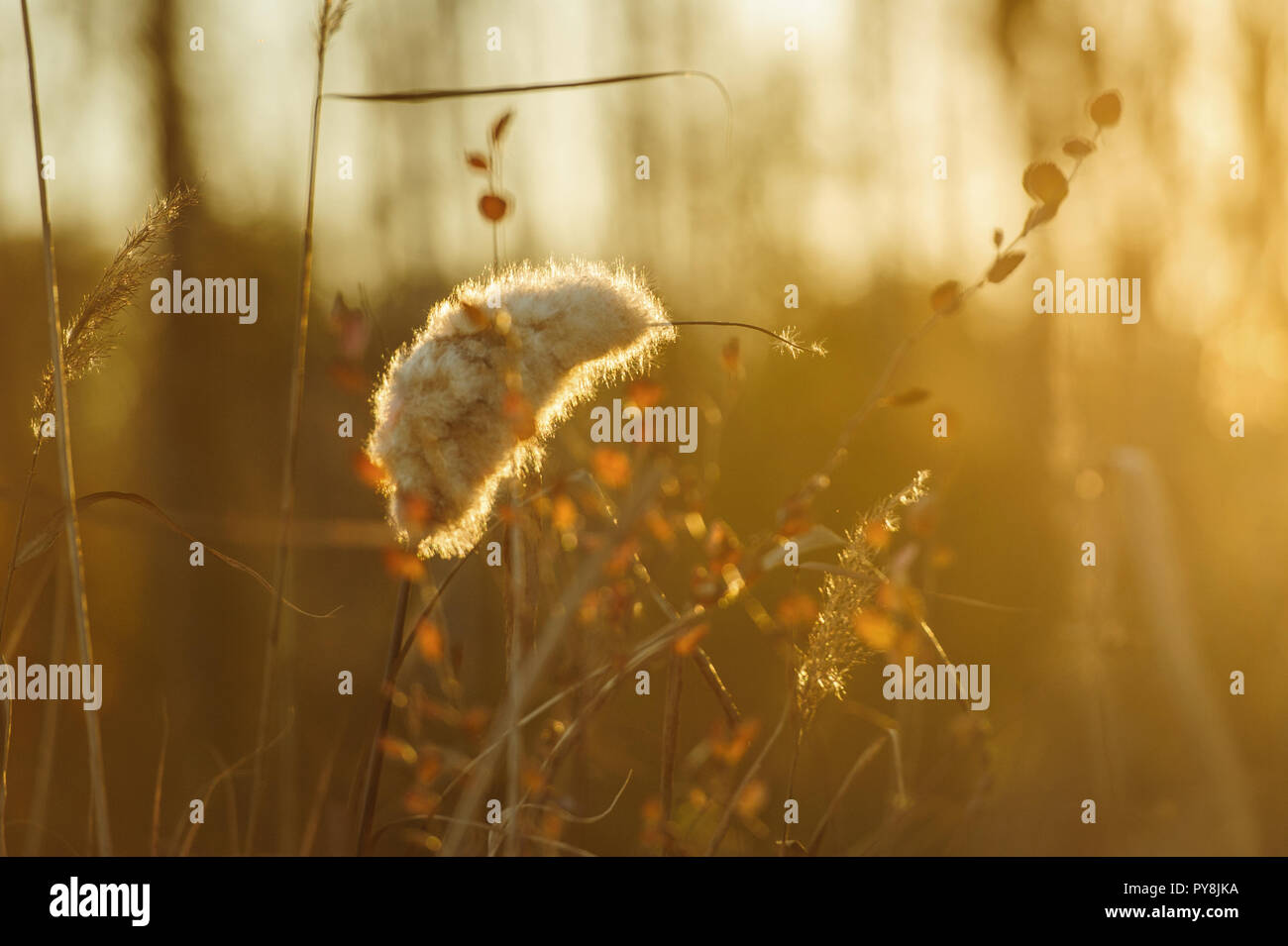 Lit backlight hi-res stock photography and images - Alamy