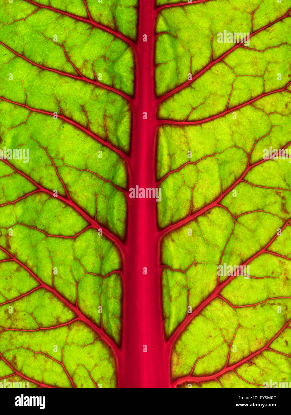 Green leaf with red veins hi-res stock photography and images - Alamy