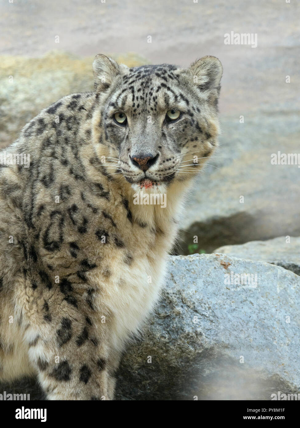 Portrait of captive Snow leopard or ounce Panthera uncia Stock Photo ...