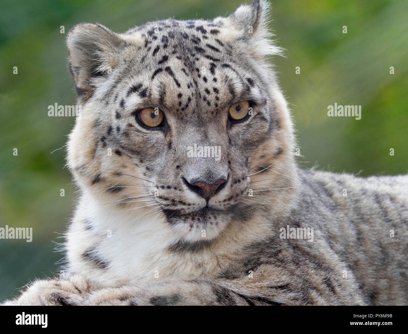 Portrait of captive Snow leopard or ounce Panthera uncia Stock Photo ...