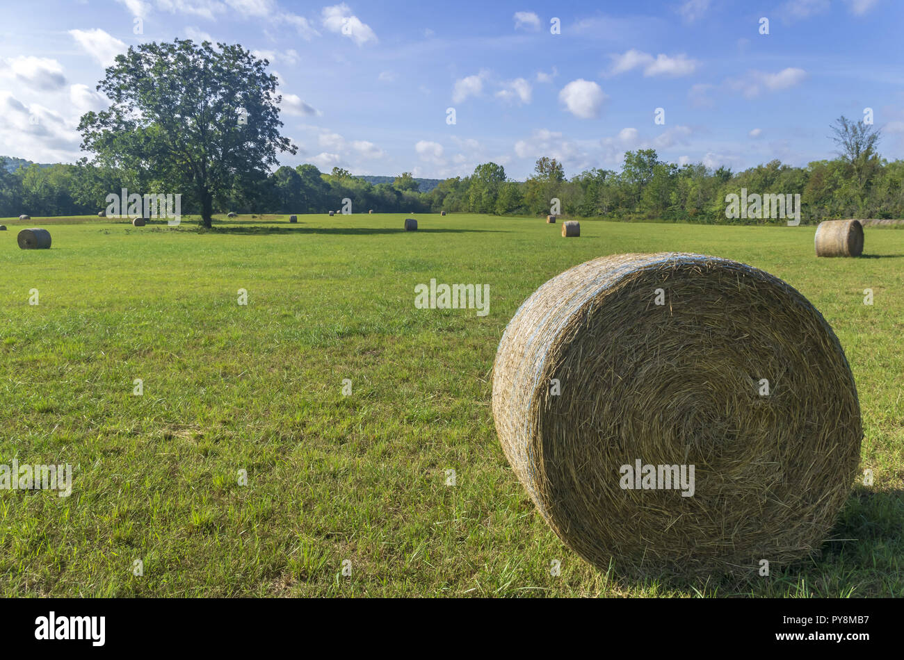 Hay field with large round bales Stock Photo - Alamy