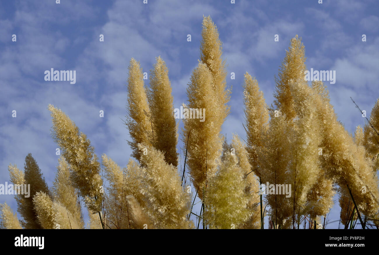 Large bunches of showy flowers with cloudy sky background, pampas grass ...