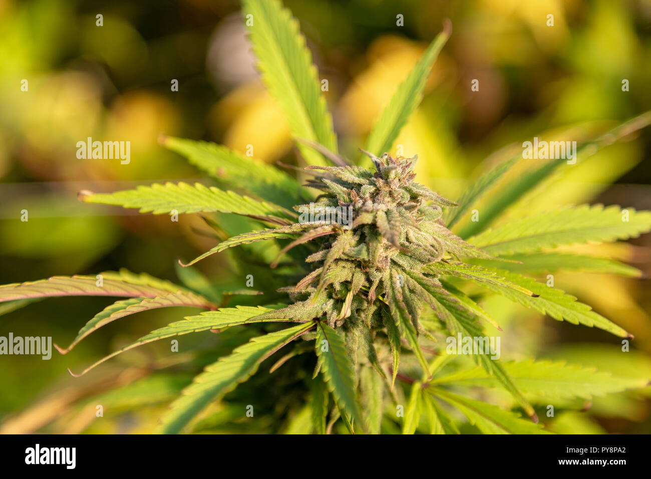A beautiful bud as sunset light hits it Stock Photo - Alamy