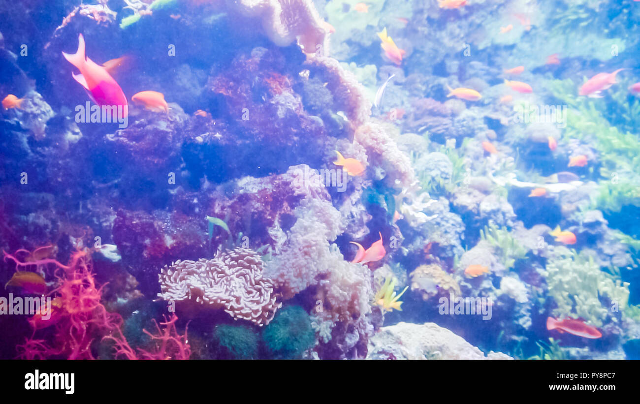 Large salt water aquarium with different fish Stock Photo - Alamy