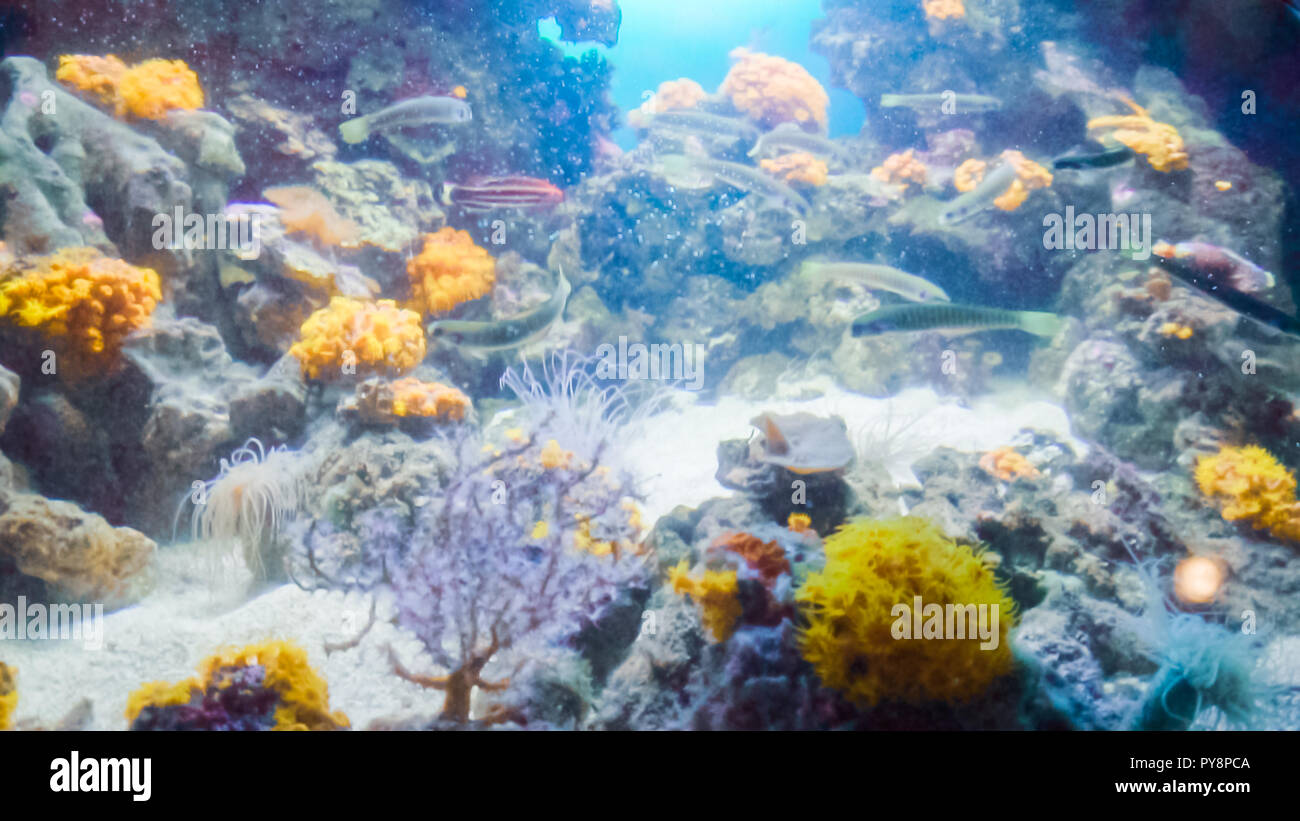 Large salt water aquarium different hi-res stock photography and images ...