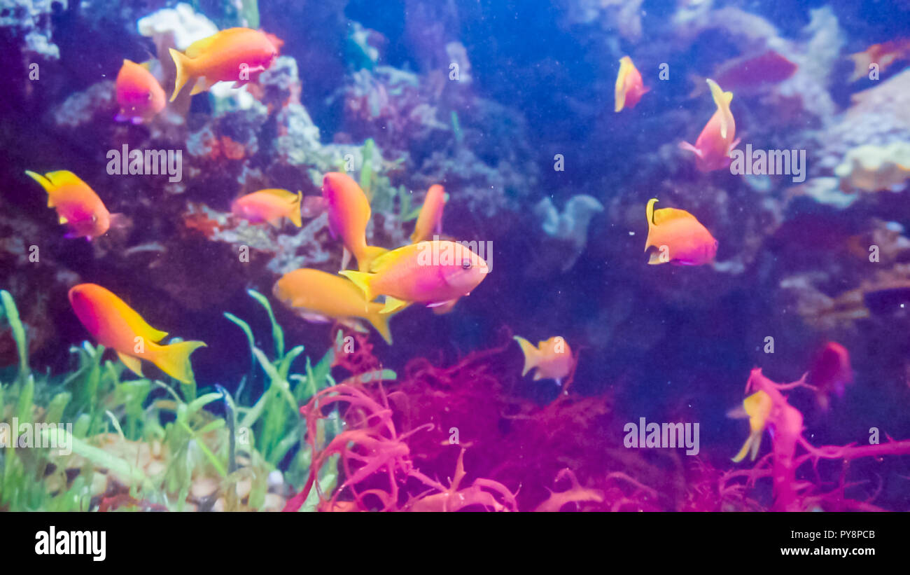 Large salt water aquarium different hi-res stock photography and images ...