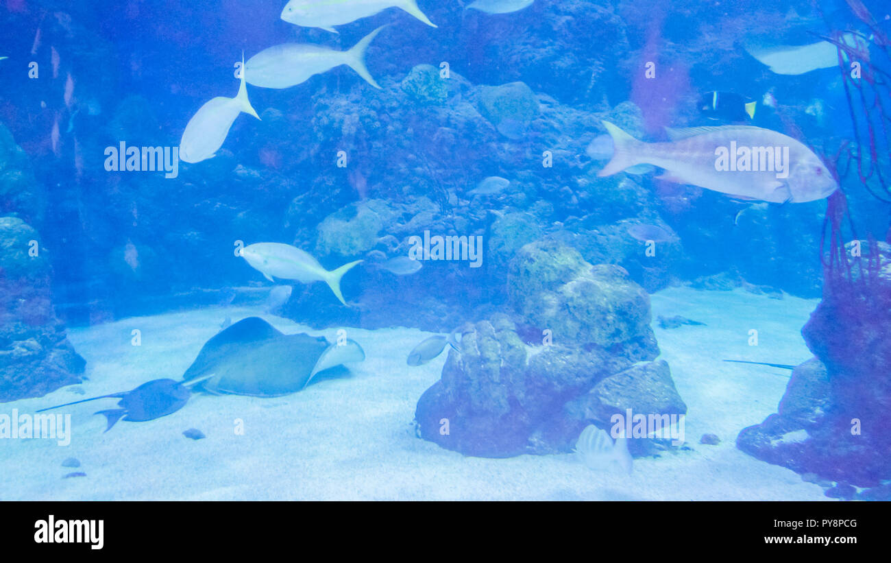 Sea water aquarium with large ocean fish Stock Photo - Alamy