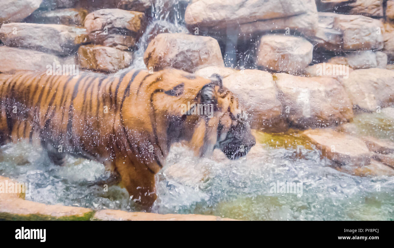 Tigers playing in water hi-res stock photography and images - Alamy