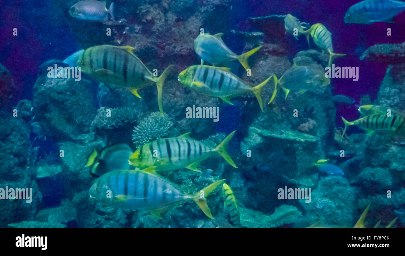 Large salt water aquarium with different fish Stock Photo - Alamy