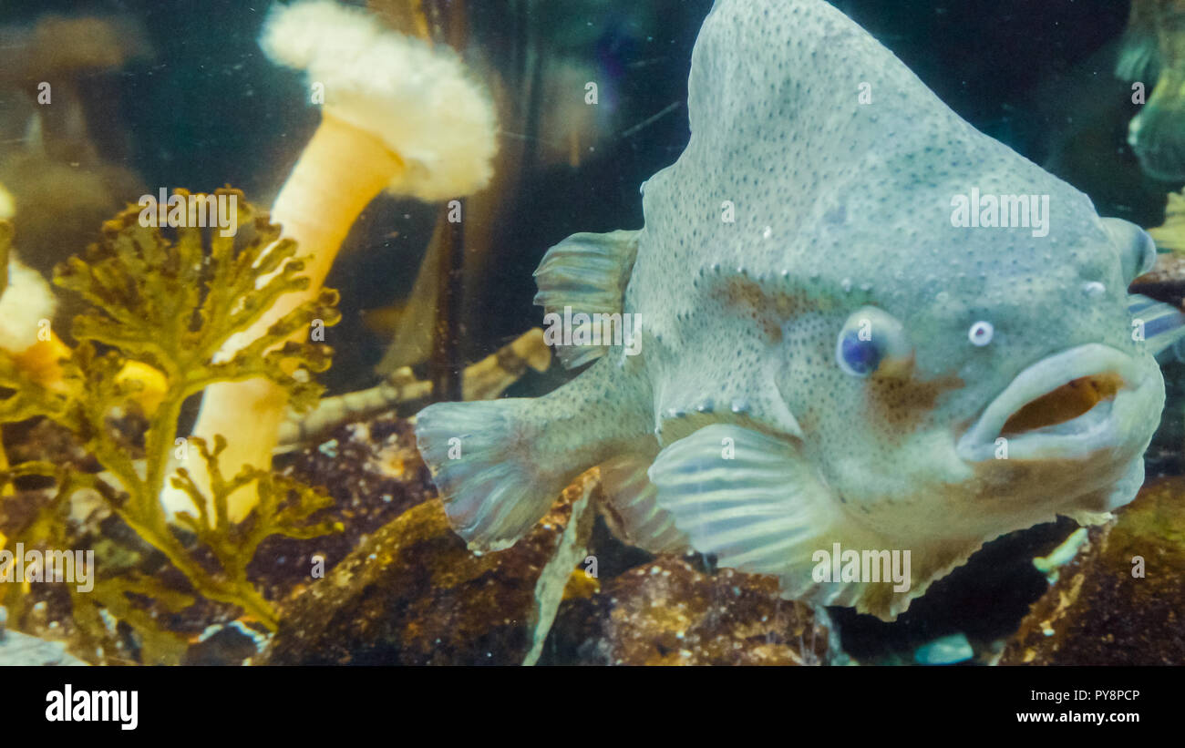 Salt water fish in a large aquarium Stock Photo - Alamy