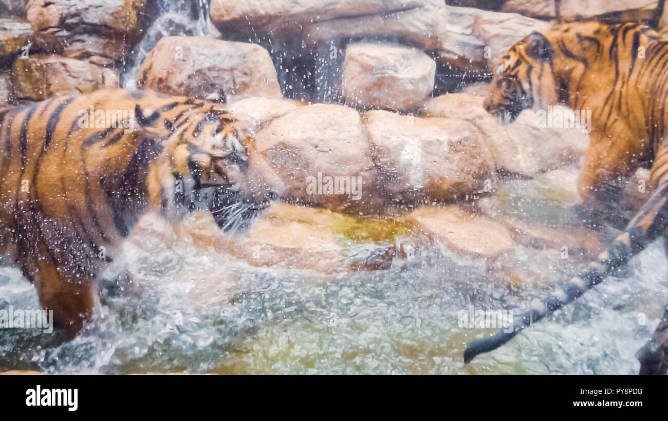Tigers playing in water hi-res stock photography and images - Alamy