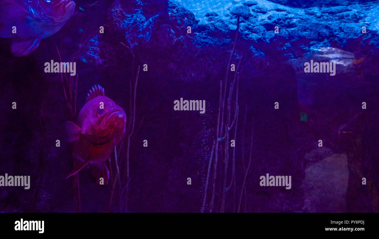 Salt water fish in a large aquarium Stock Photo - Alamy